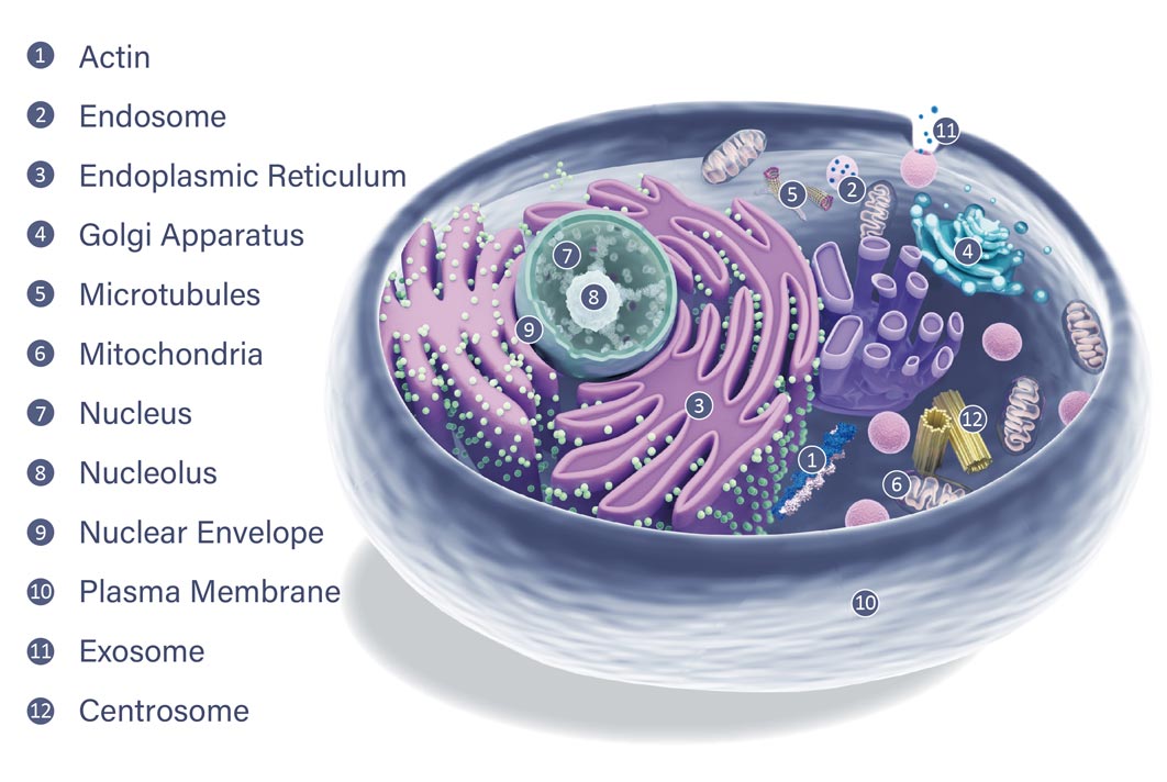 Organelle Markers Genetex